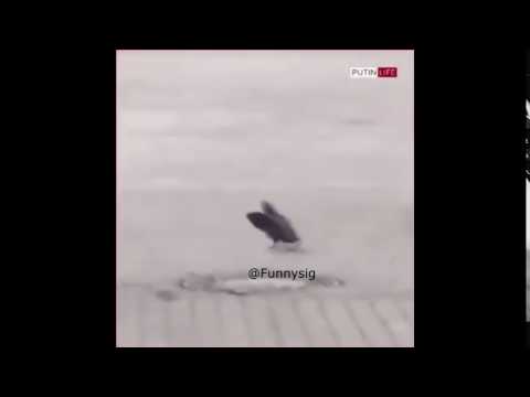 bird salutes putin remix