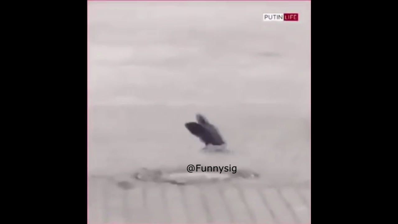 bird salutes putin remix - YouTube