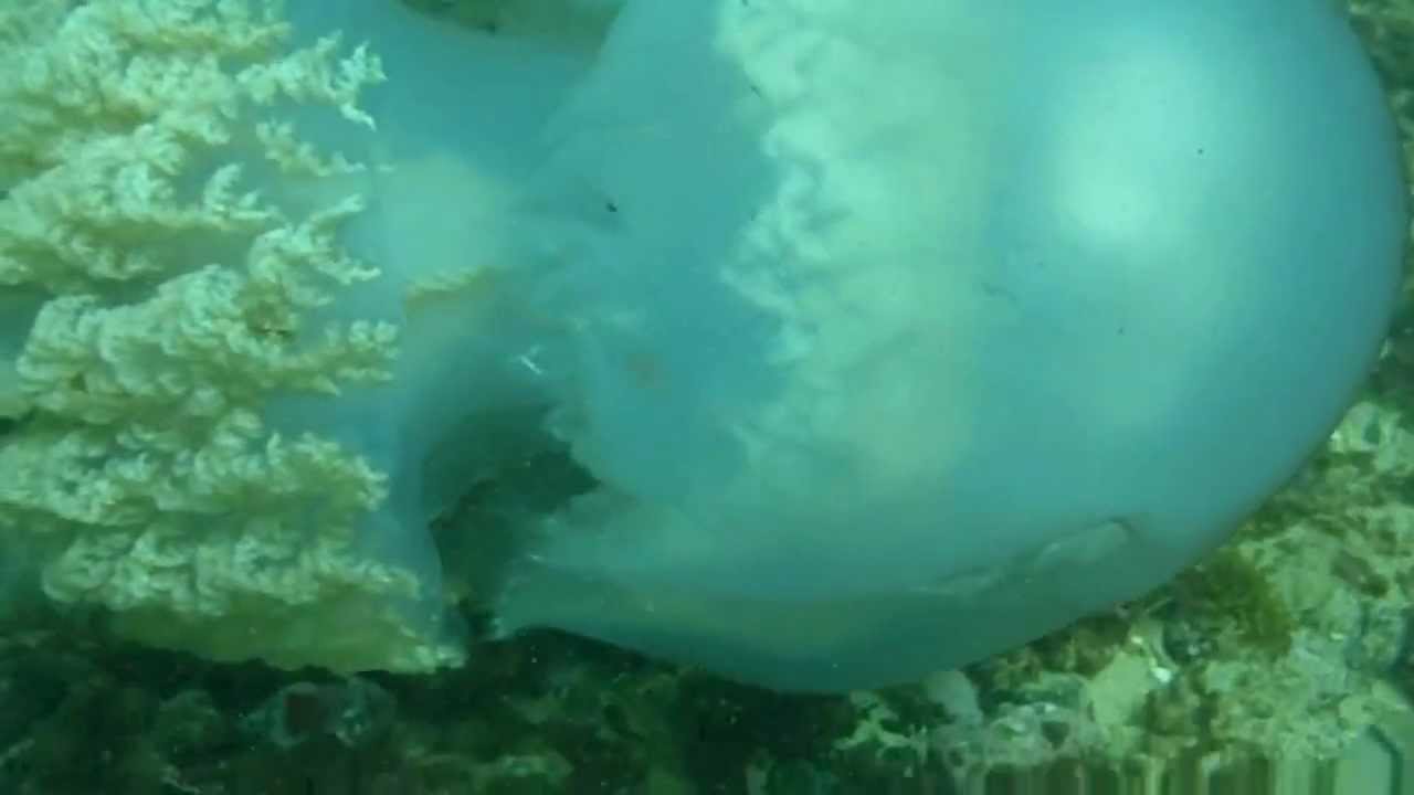 Alforreca branca e gigante em São Rafael 1/2 - YouTube