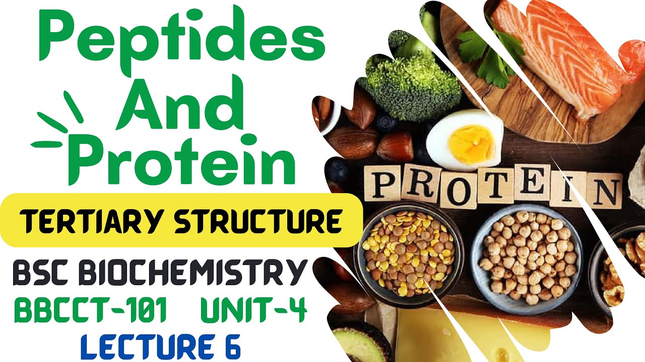 L-6 Unit 4 Peptides and Protein | BBCCT-101 Block-1 | IGNOU BSC ...
