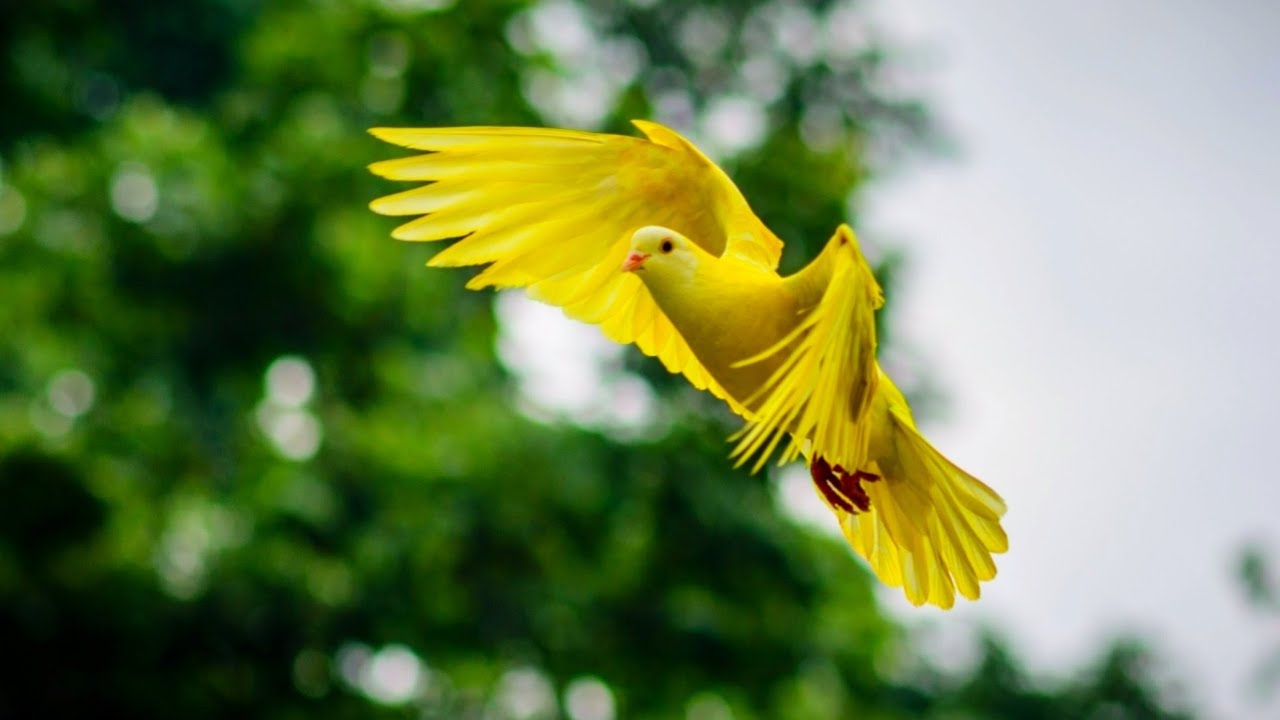 Most Beautiful Birds || Beautiful Birds wallpaper || Very Nice Birds ...
