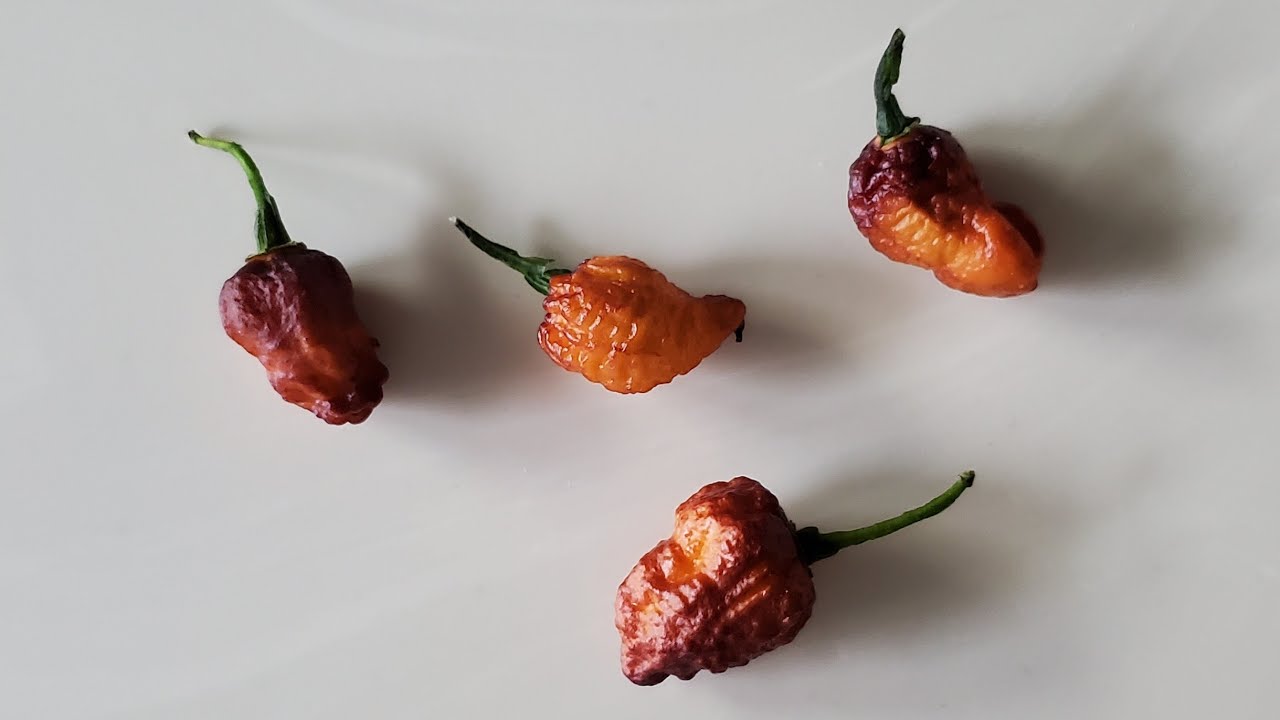 Podzilla Purple/Peach x4... Lone Star Mastiffs Farms! - YouTube