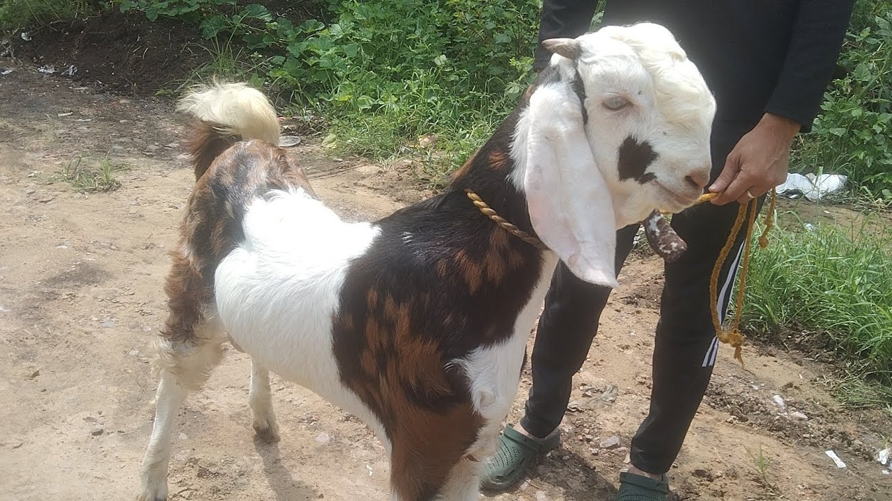 EXTREME GUJRI GOAT GUJRI BAKRA QUALITY ME #goat #bakraeid2024 - YouTube