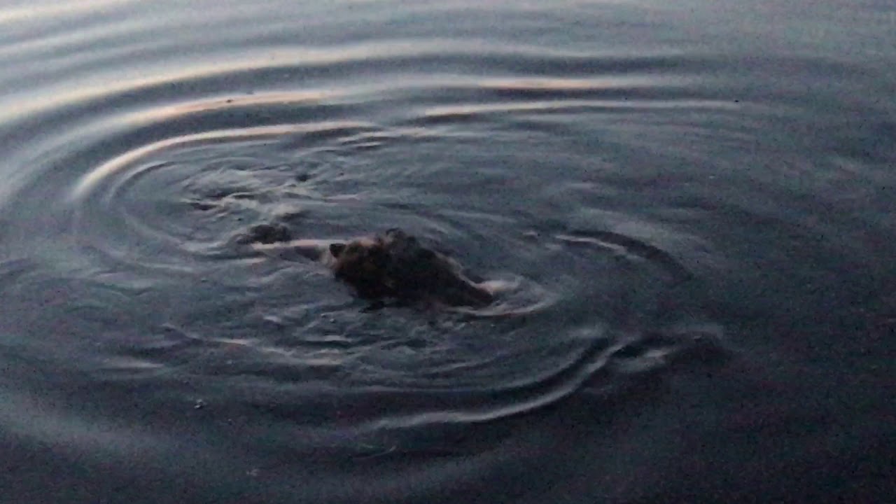 Beavers mating in Woodstock Ct. - YouTube