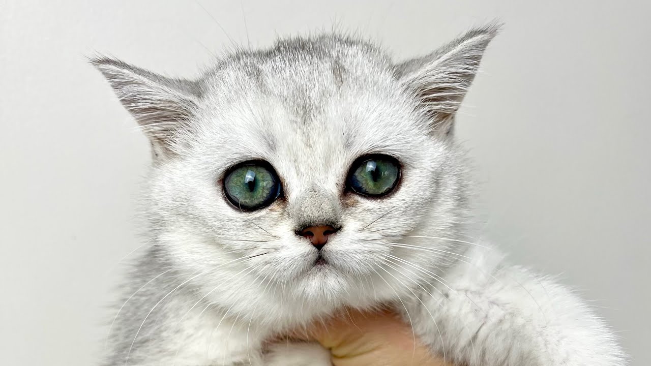 Adorable Silver - British shorthair silver female kitten | Lux Paw ...