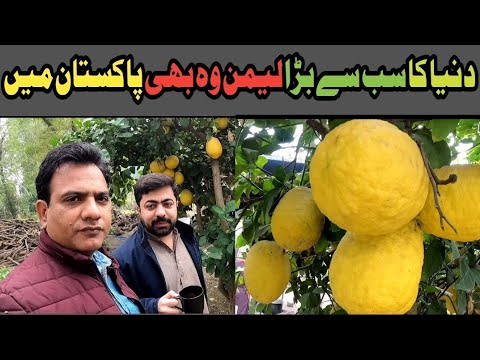 Big Lemon in the World| Pakistan| Hassanabdal| Gardening - YouTube