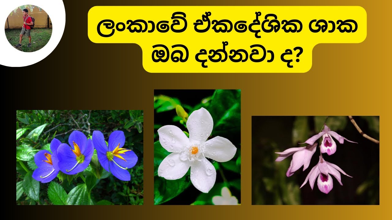 ශ්‍රී ලංකාවේ ඒකදේශික ශාක ඔබ දන්නවා ද? | SANDAS RANSARA - YouTube