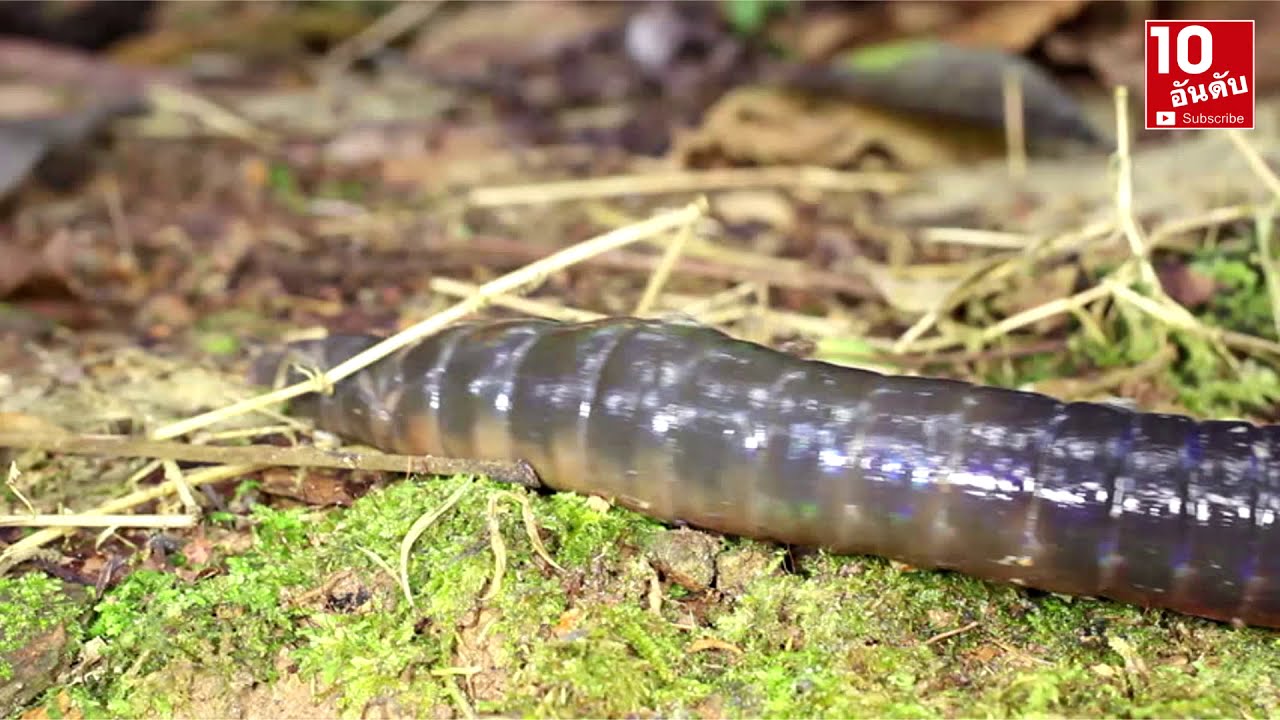 ไส้เดือนยักษ์คินาบาลู (Kinabalu giant earthworm) l 10 อันดับสำรวจโลก ...