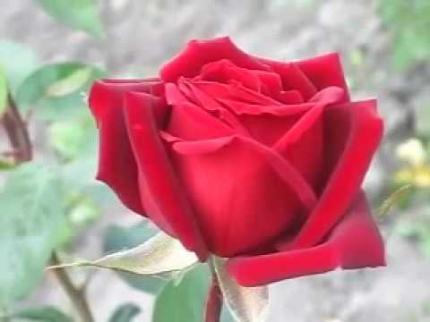 Rose Selena (Селена роза) - YouTube