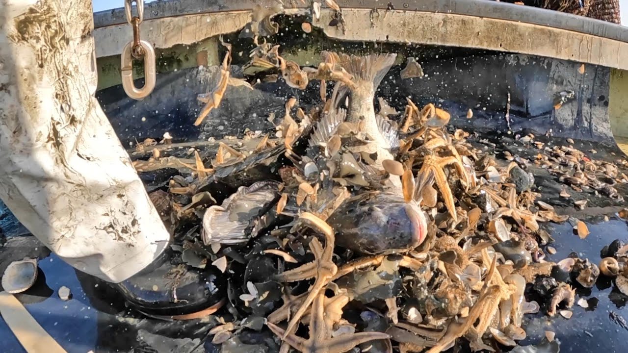 今季一大きなチヌなのかもしれない。 Black sea bream over 50cm long - YouTube