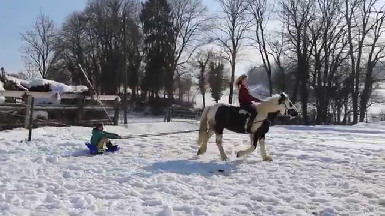 horse sledding, fun in the snow - YouTube
