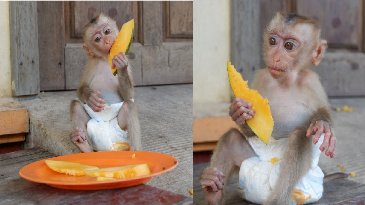 baby monkey Lingling get food when get up in the morning - YouTube