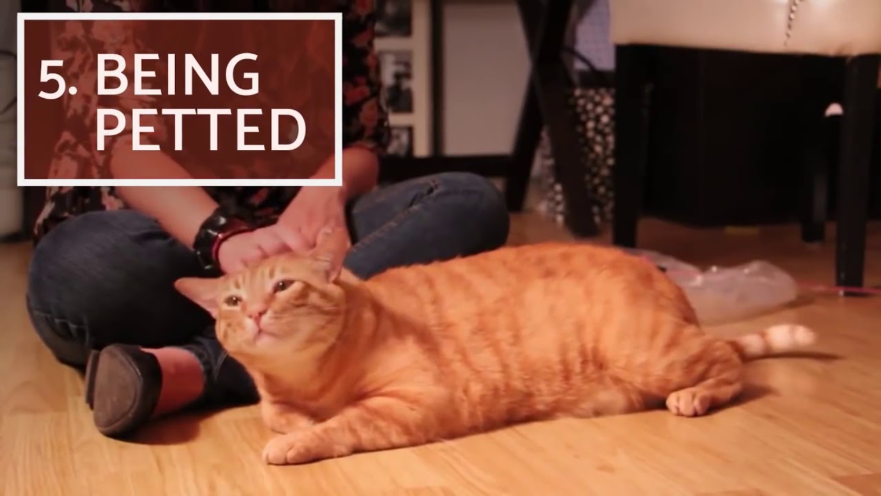 10 Things Cats Love YouTube 10-things-cats-love-youtube