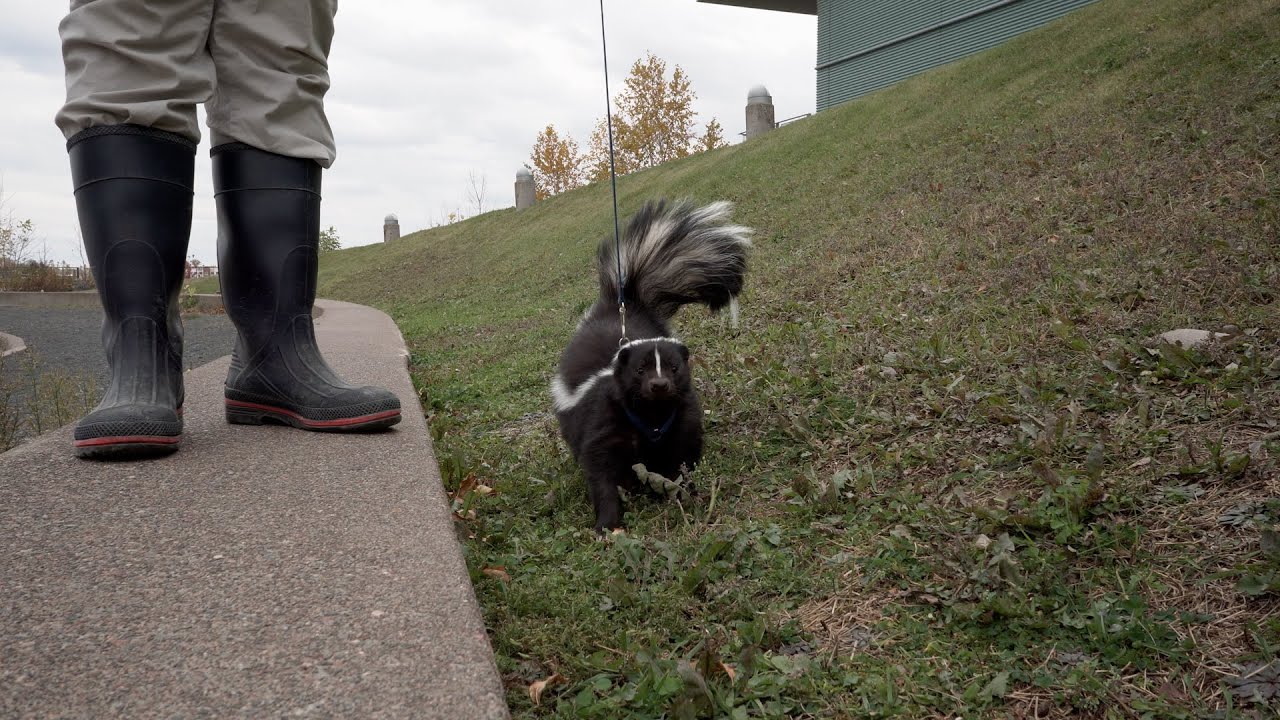 Striped Skunks Go For a Walk with The Slice! - YouTube