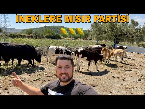 İNEKLERE MISIR PARTİSİ 🌽 ÇİFTLİKTEKİ İŞLER