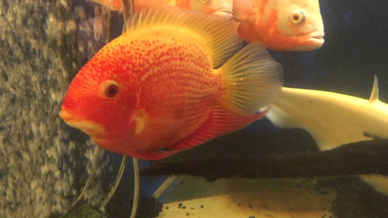 Monster Albino 600 Gallon Fish Tank Update - YouTube