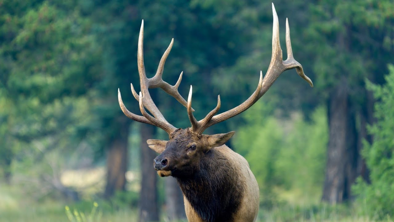 New Elk Bull Boss Tires the Older King out with Constant Pursuit During ...