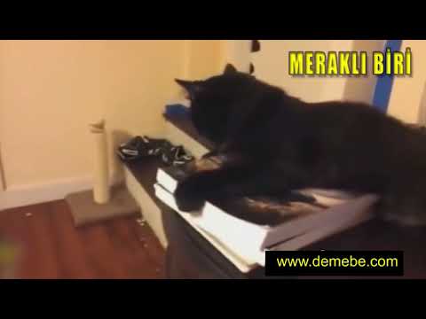 Konuşan Kediler 19 - En Komik Kedi Videoları 2 #komikkedivideoları
