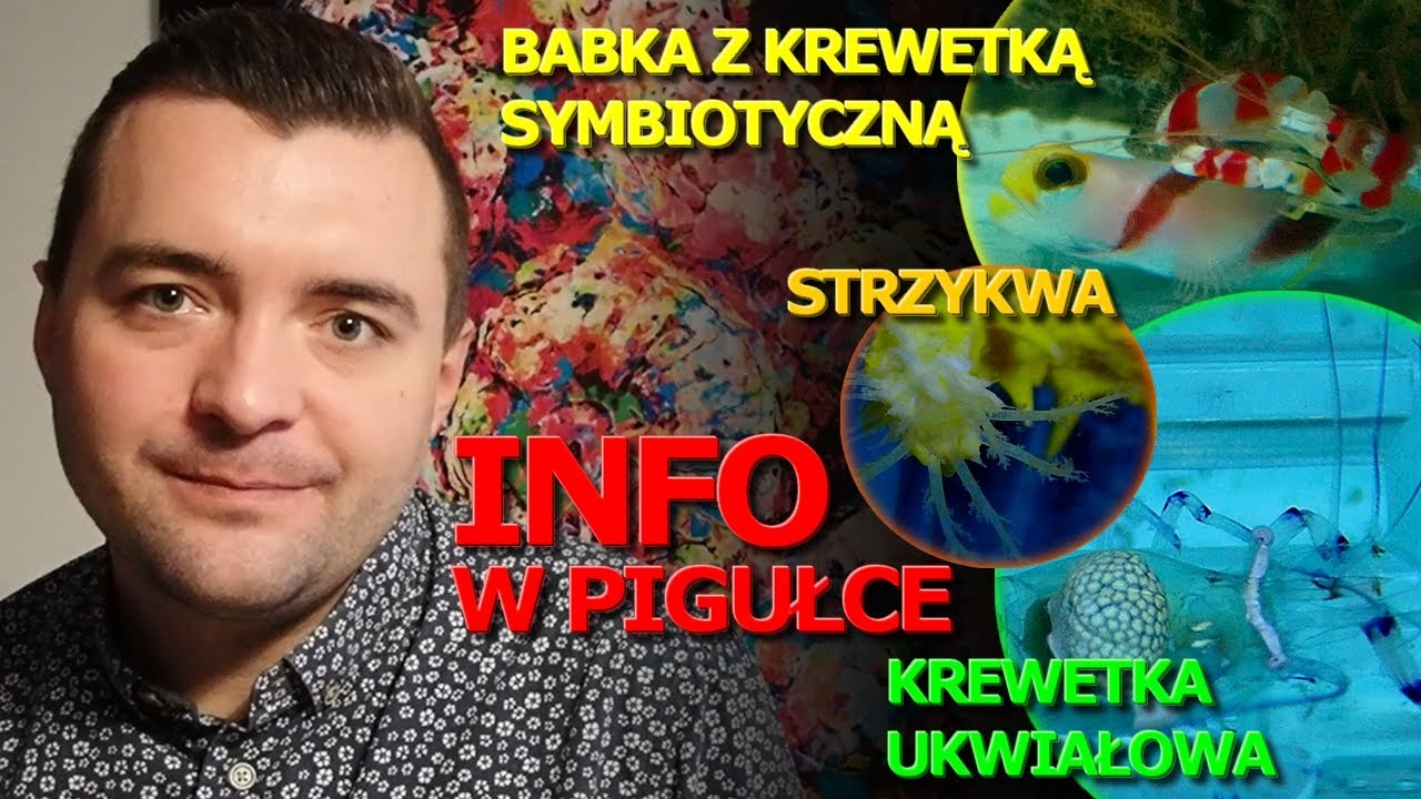 4 zwierzęta morskie INFO W PIGUŁCE strzykwa, babka z krewetką i ...