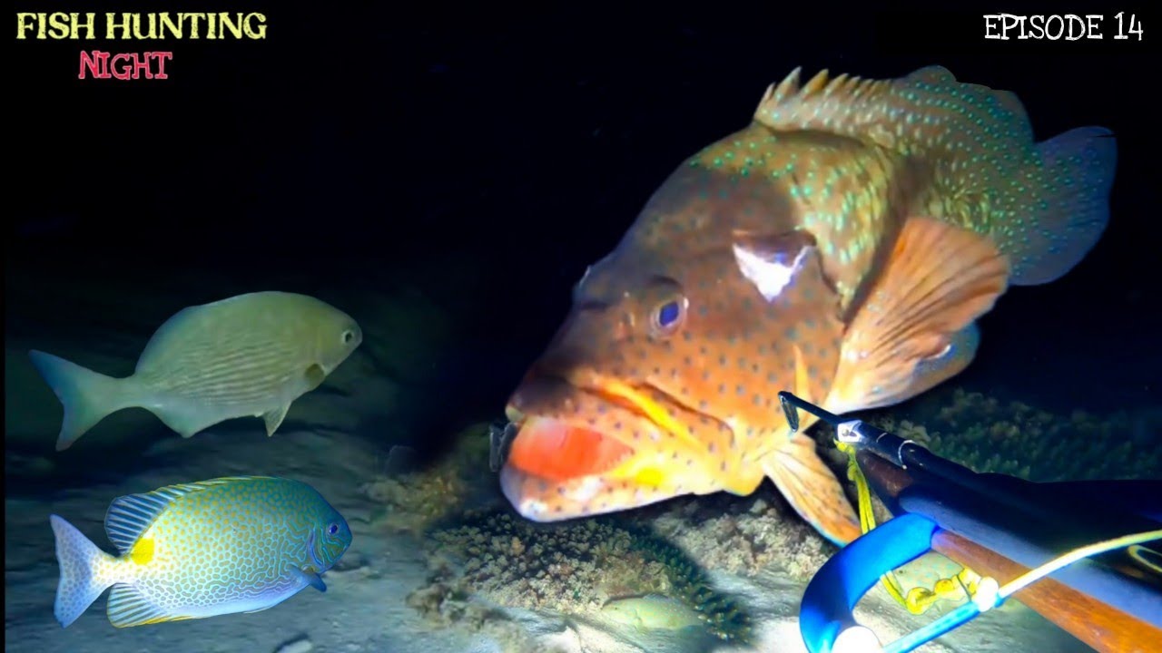 NIGHT SPEARFISHING EPISODE 14 | FISH HUNTING NIGHT - YouTube