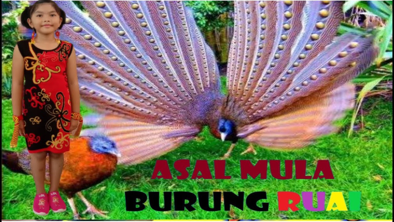 Asal Mula Burung Ruai - YouTube