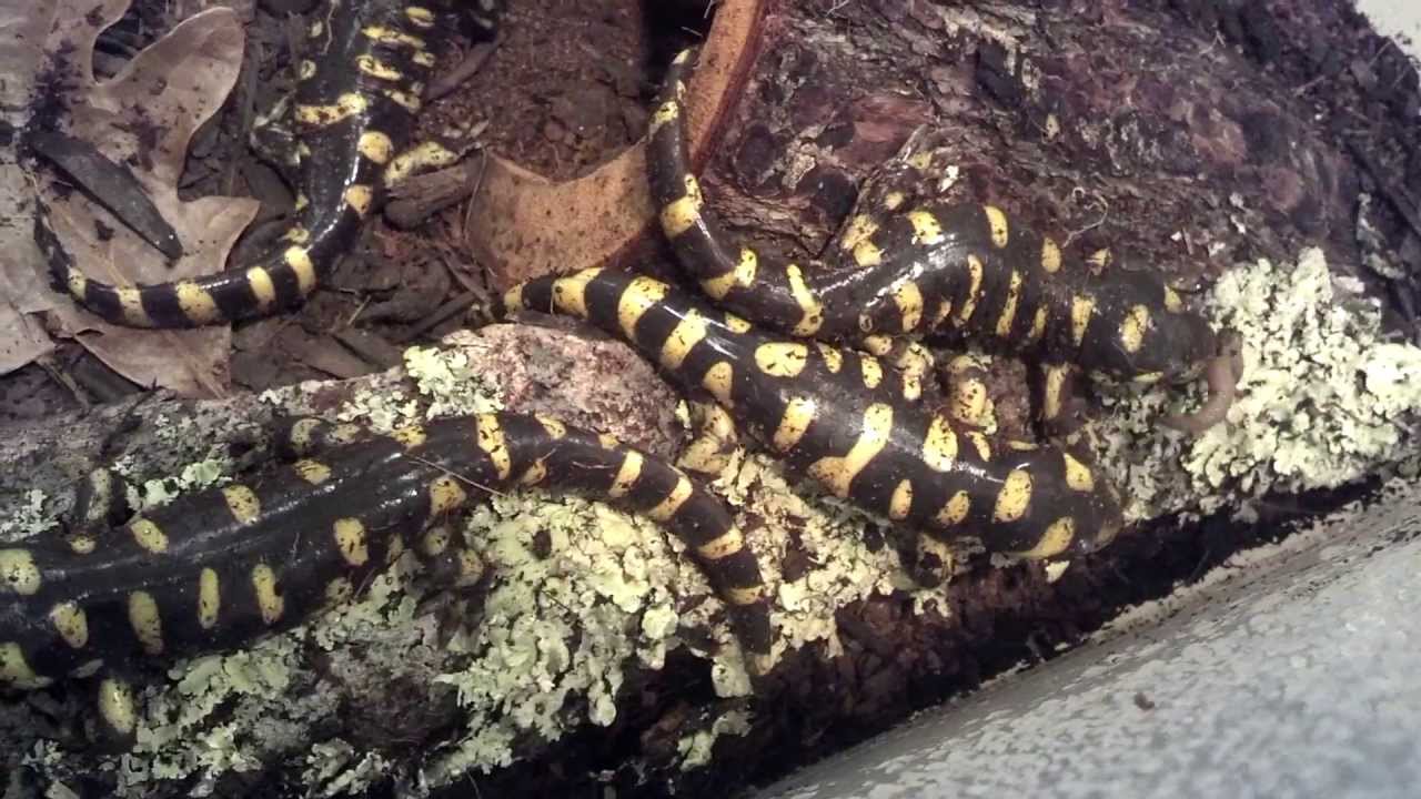 Tiger Salamander juveniles ( ambystoma mavortium ) - YouTube