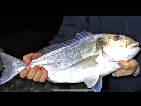 DİDİM’de DEV BALIK AVI ( İzmir teknikleriyle Kofana ve Çipura balık avı )