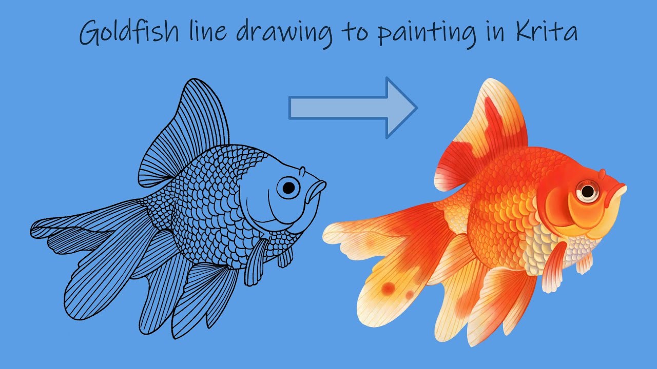 Goldfish line-drawing to painting (using Krita) - YouTube