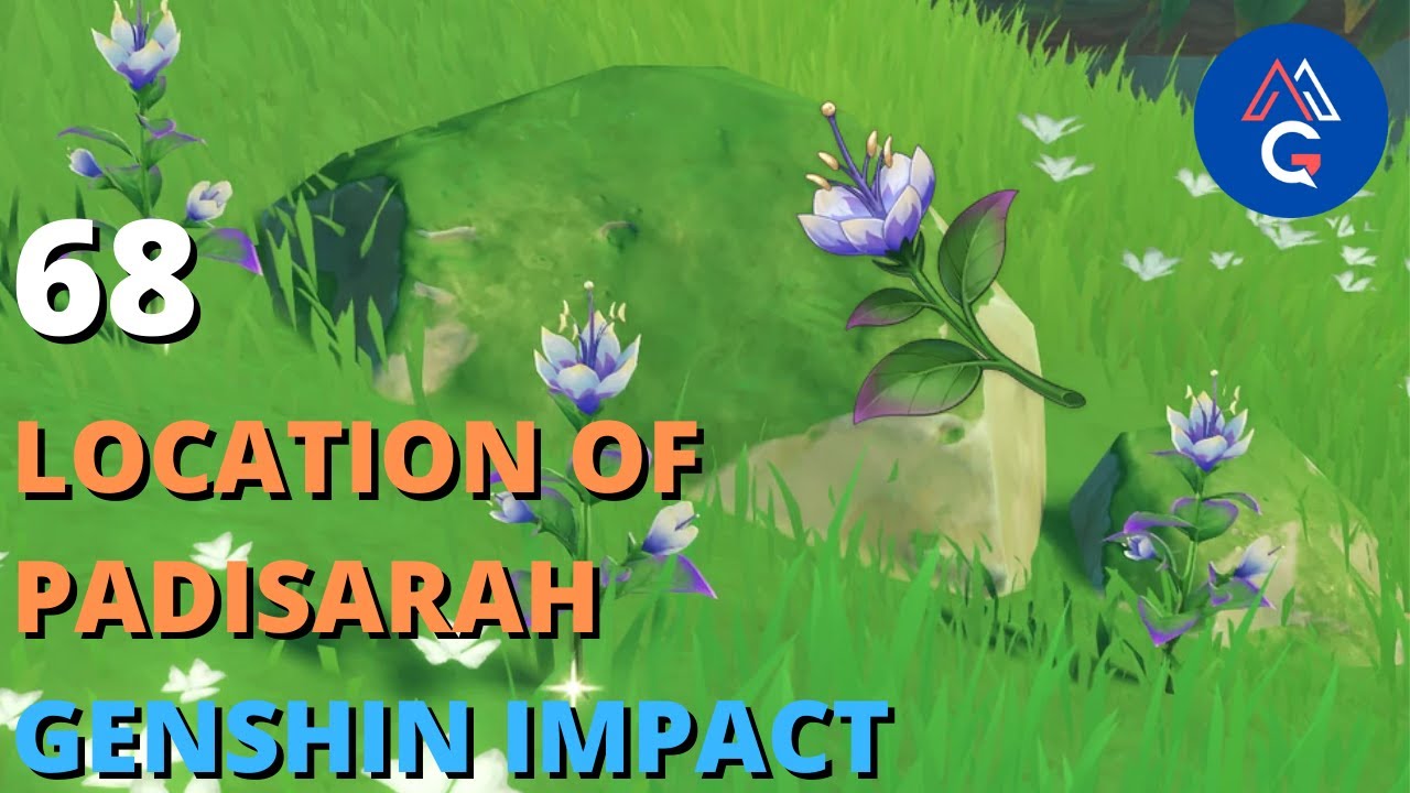 ALL/68 LOCATION OF PADISARAH MATERIAL GENSHIN IMPACT - YouTube