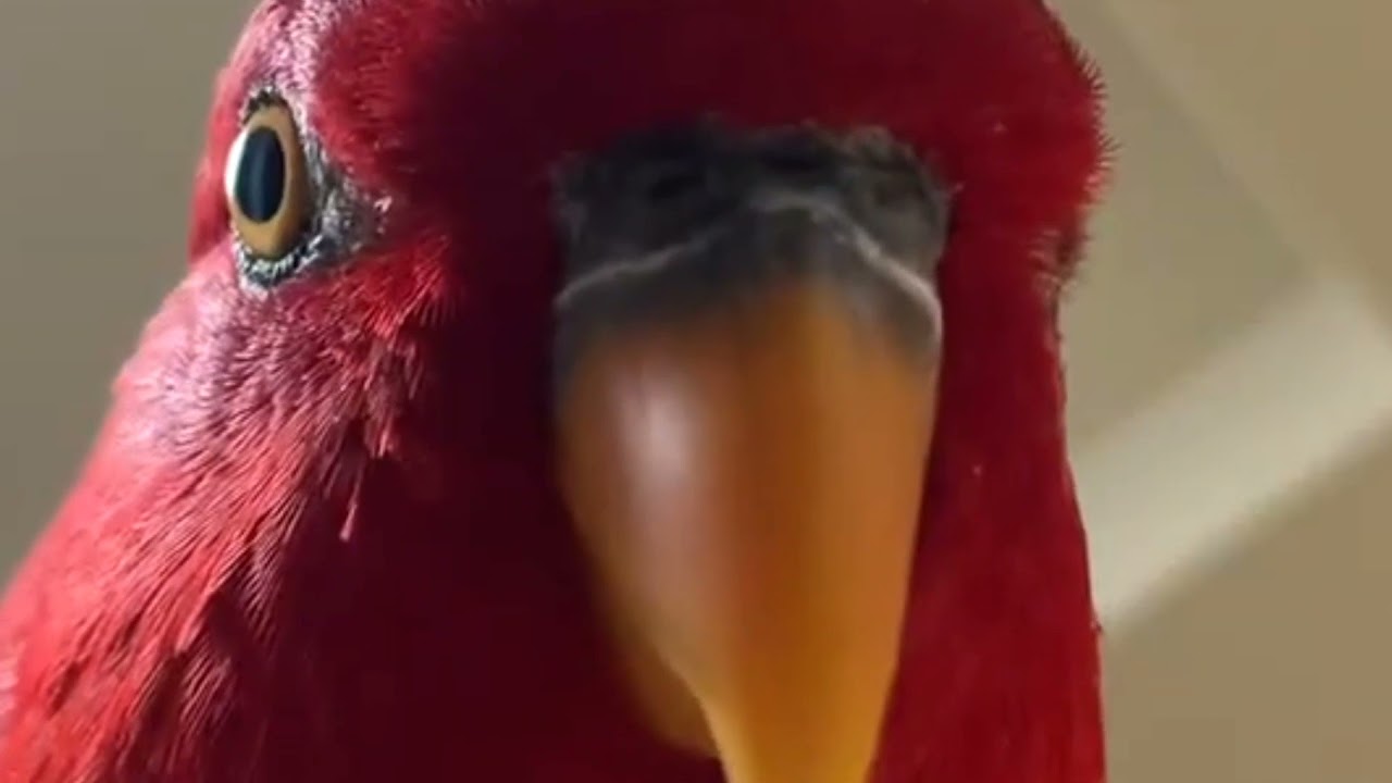 red birb stare meme - YouTube