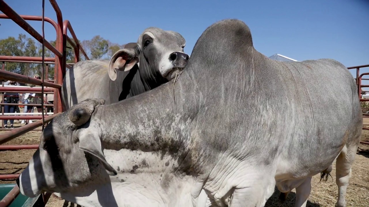 Discussing Cattle Conformation at the African Brahman Congress 2018 ...