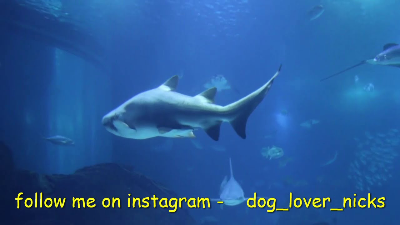 fish | star fish | vhel | beautiful scene - YouTube