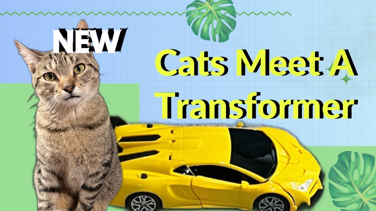 CATS & Tech Collide: Witness the Hilariousness (LIVE REACTION) - YouTube