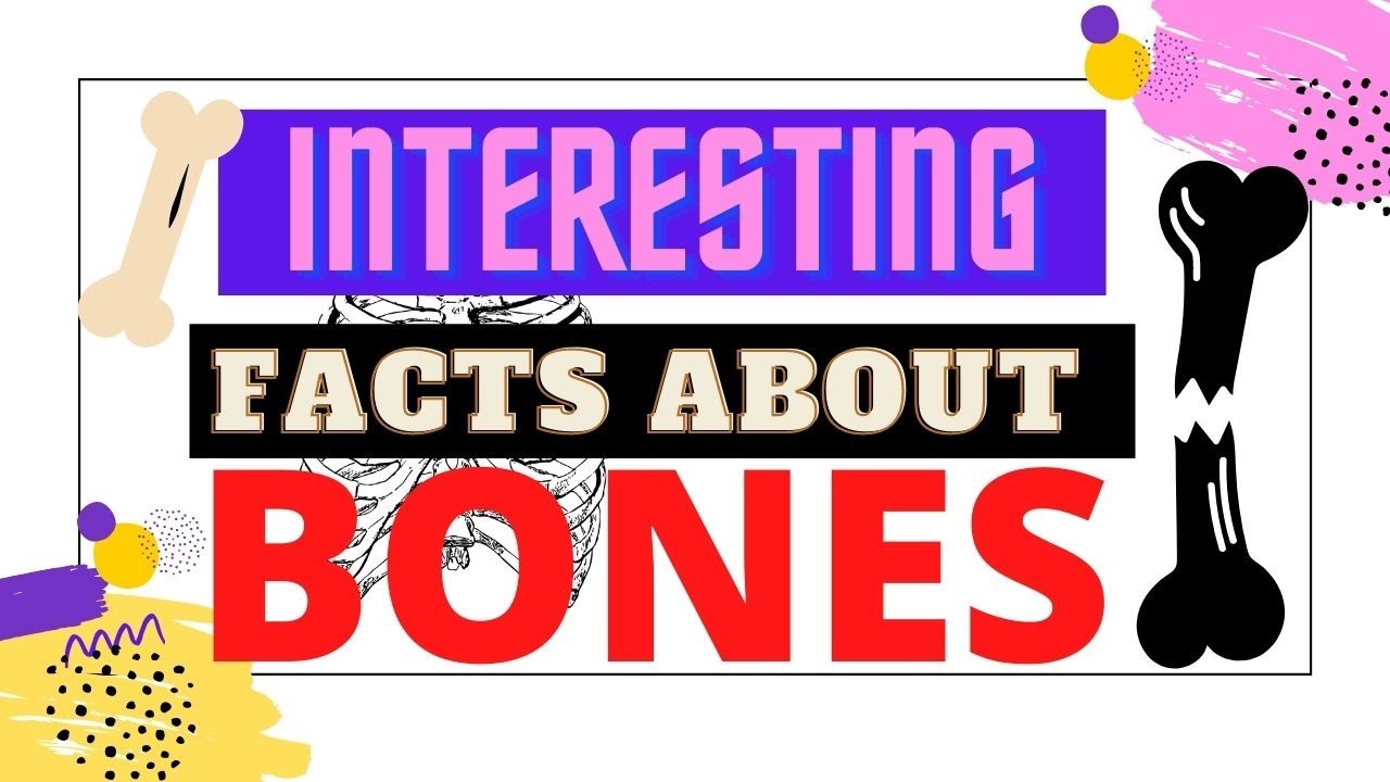 Fun Facts About Bones Interesting Facts About Bones Facts fun-facts-about-bones-interesting-facts-about-bones-facts