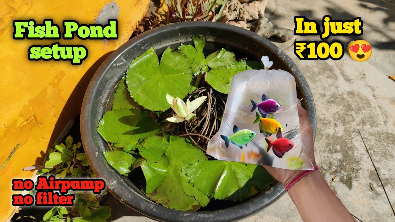 New water Lily Pond setup on terrace 😍 | without air pump!!! • Adding ...