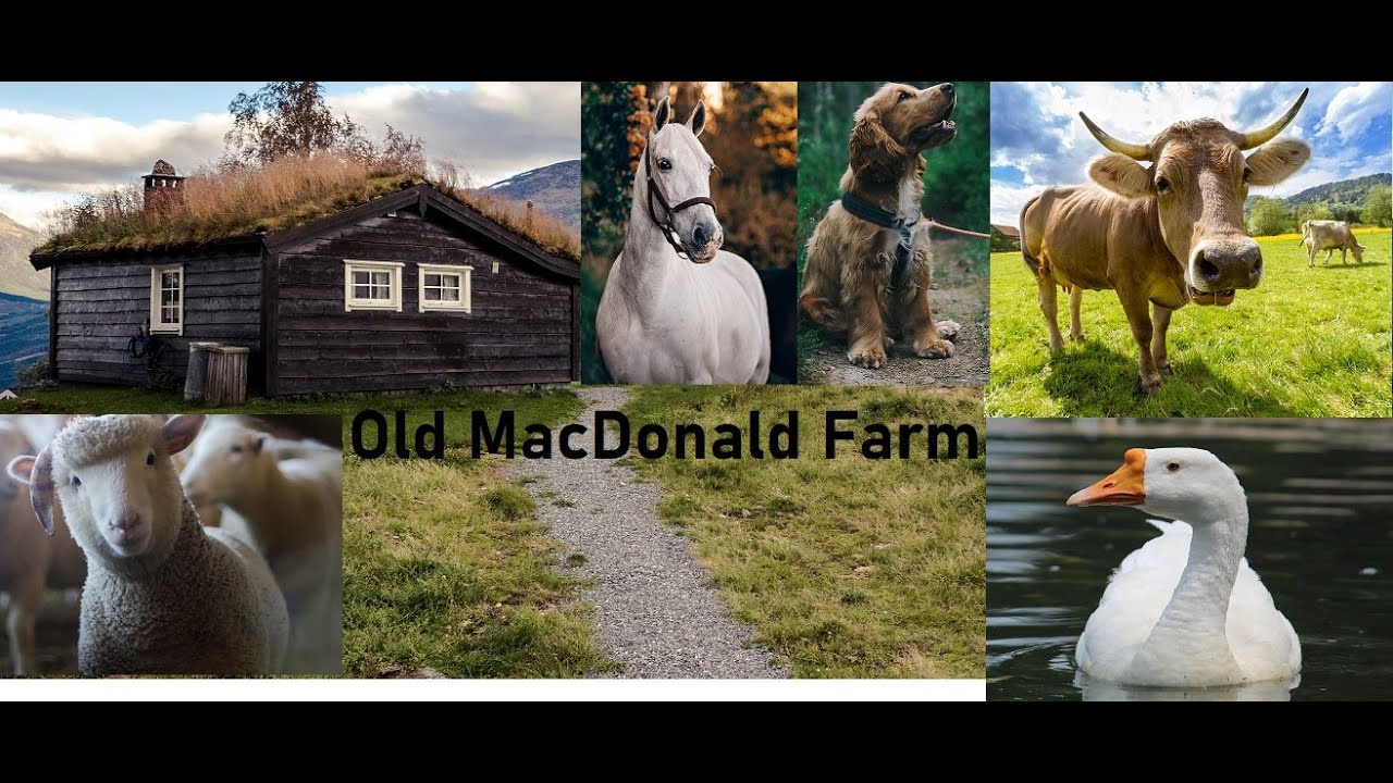 Old MacDonald Had A Farm | Real Animals | Kids Nursery Rhymes | Rhymes ...