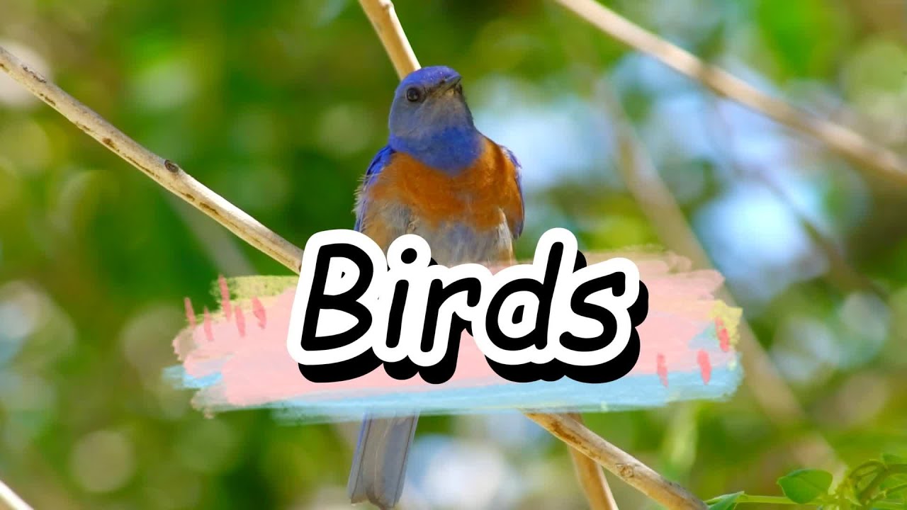 Birds in their natural habitat - YouTube