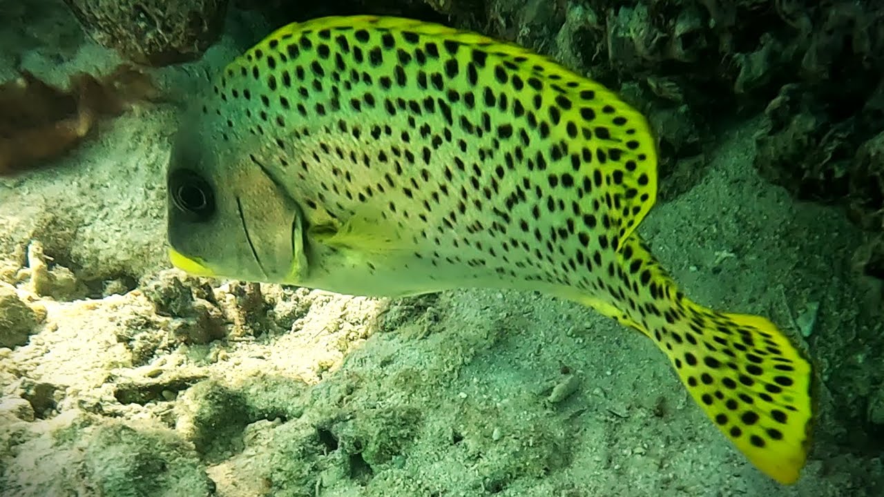 African grunt (Plectorhinchus gaterinus) Black-spotted Rubberlip, Black ...
