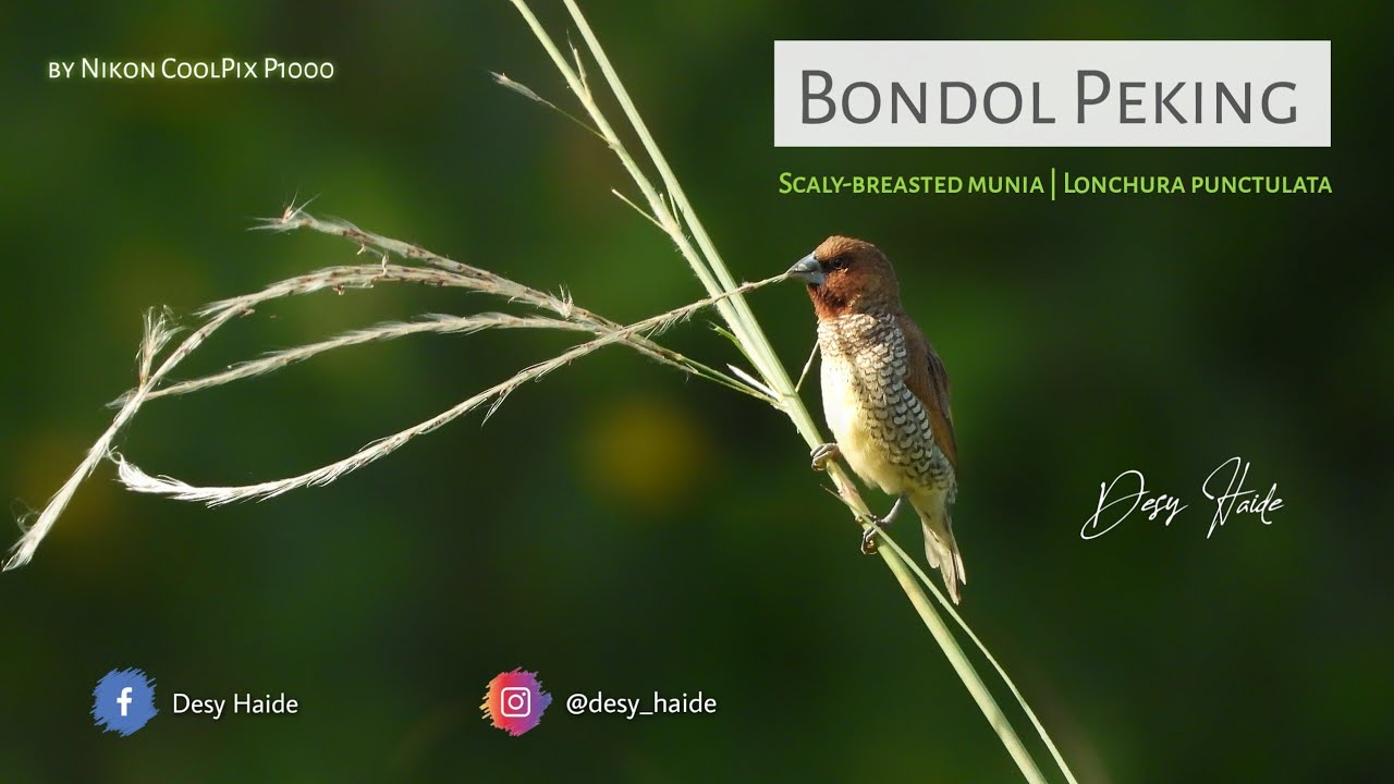 Yang ada di sekitar kita | Bondol Peking | Scaly-breasted munia ...