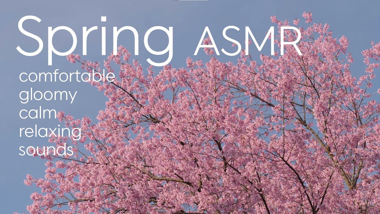 Spring ASMR｜결국 다시 봄은 왔고, 이제는 고개들어 벚꽃을 볼 수 있게 됐어｜Relaxing ASMR & Music ...