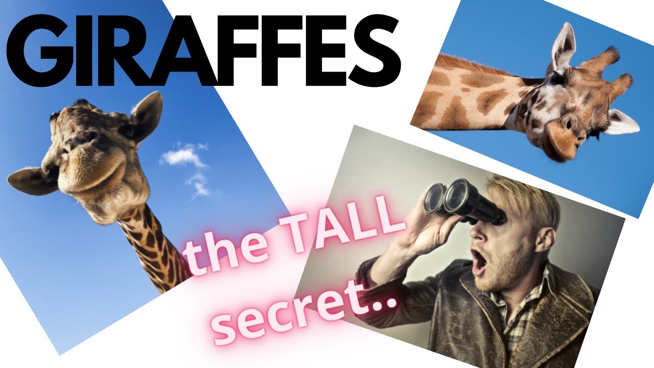 How do GIRAFFES cope with sky-high blood pressure? Latest research # ...