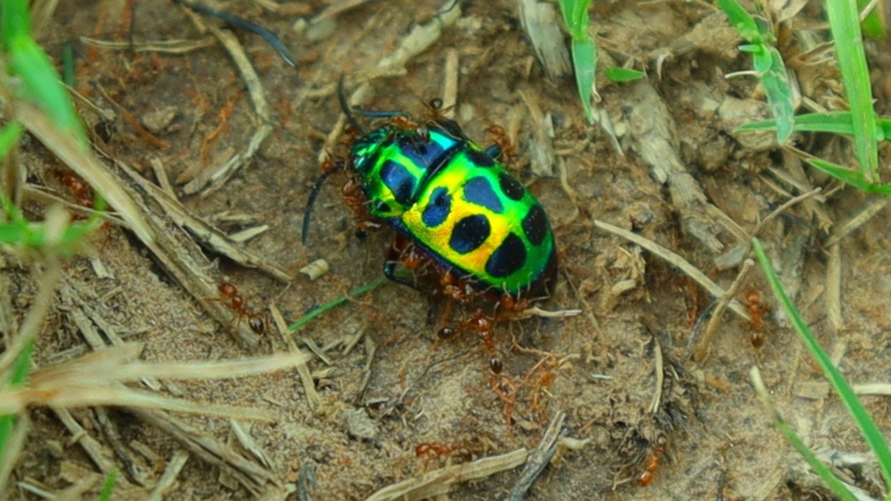 Ladybugs VS Red Ants, Ladybug attack by red ants - YouTube