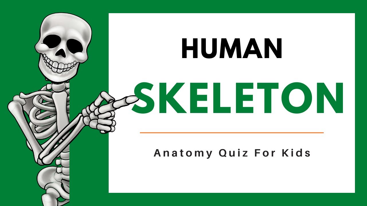 Human Skull Anatomy Quiz