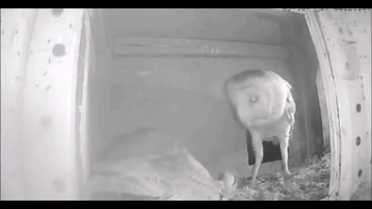 Mar 16 2017 12:20AM Gopher Delivery! - YouTube