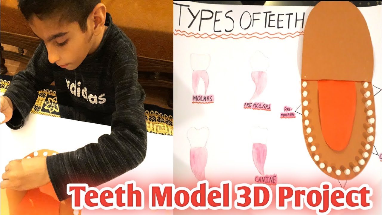 Teeth Model 3d Project |Taha and Simra Fun Corner #kidsactivities - YouTube