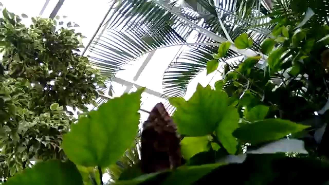 Mariposario Zoológico Chapultepec - YouTube