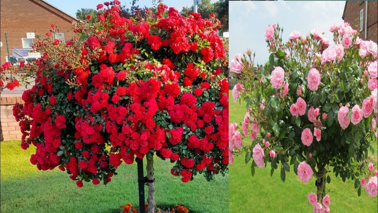 How to Make a Standard Rose| Standard rose techniques - YouTube