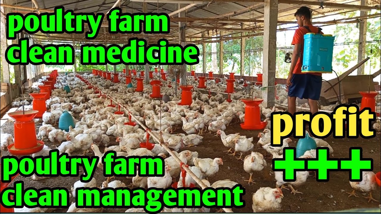 poultry farm clean medicine | poultry farm clean management - YouTube