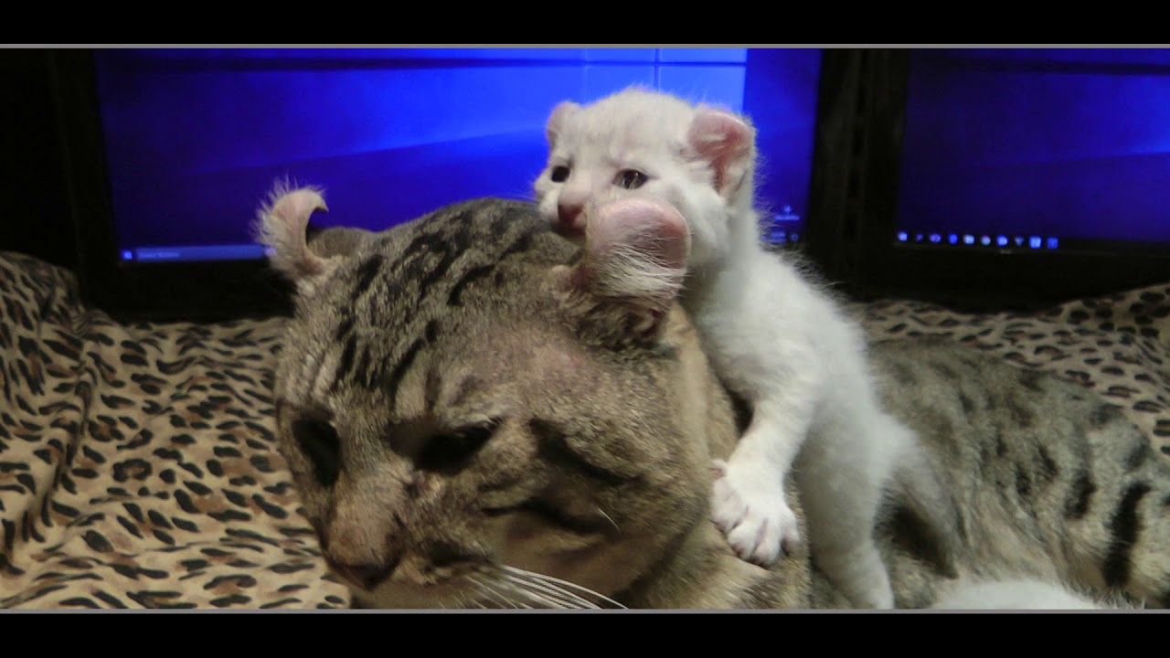 Lynx Hybrid - Goliath The Giant Cat- Shows off his Rare Exotic White ...