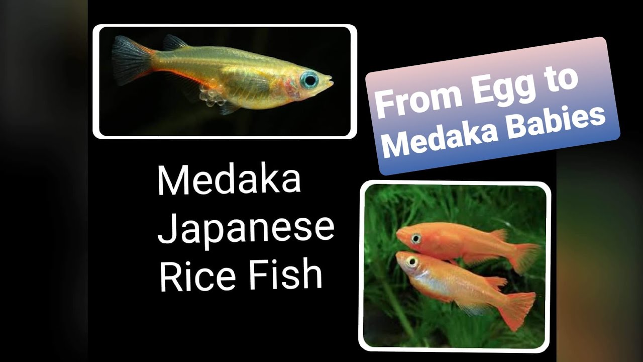 Medaka|Japanese Rice Fish| From Egg| to Medaka Babies - YouTube